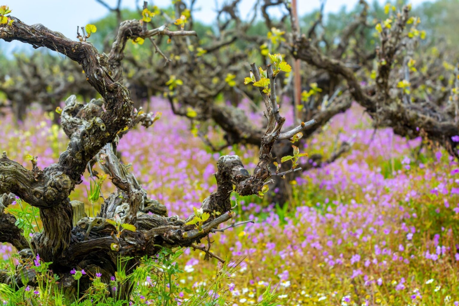 Greece: The Mythical Botanical Paradise of Europe | Valef Yachts